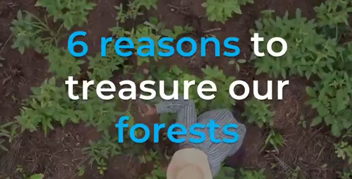 6 Reasons to Treasure Our Forest