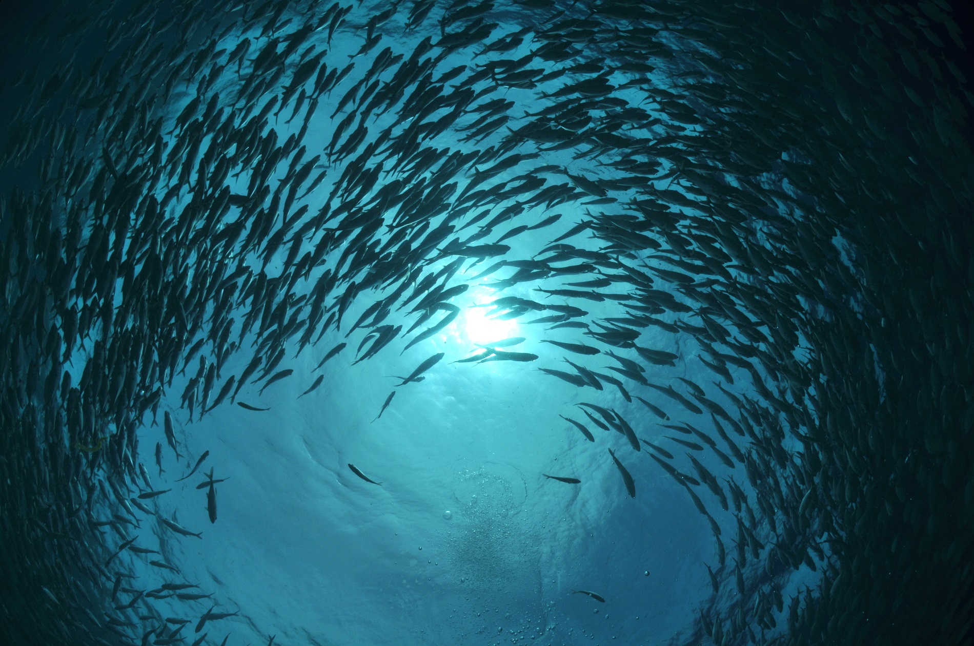 Harnessing the ocean for carbon capture