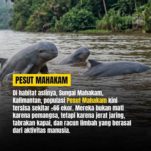 Pesut Mahakam
